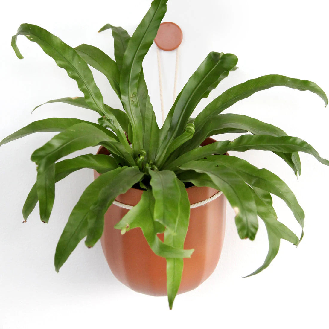 Loop Hanging Planter - 4 colors available – The Old Farmer's Almanac Store