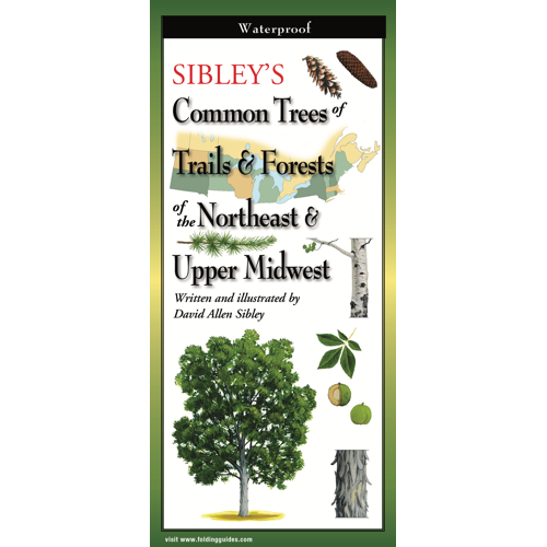Sibley’s Common Trees of Trails & Forests of the Northeast, Folding ...